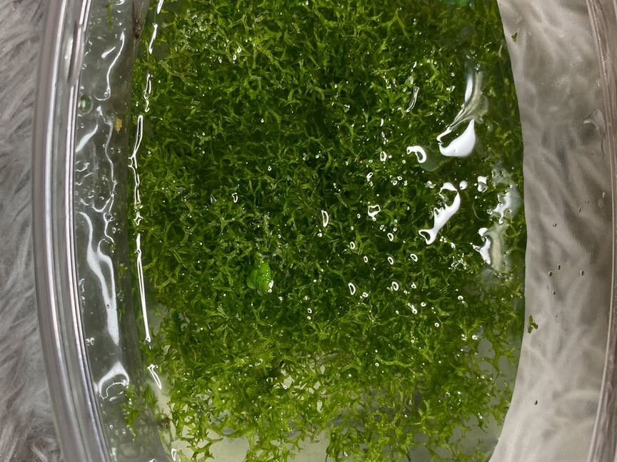 Продам Риччию