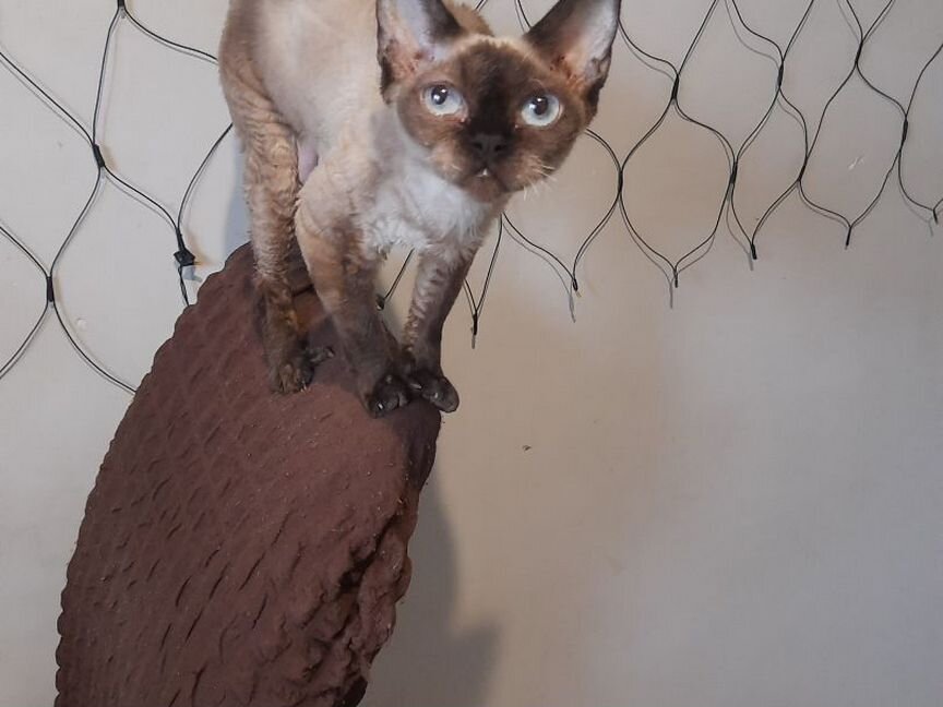 Кошка Девон Рекс