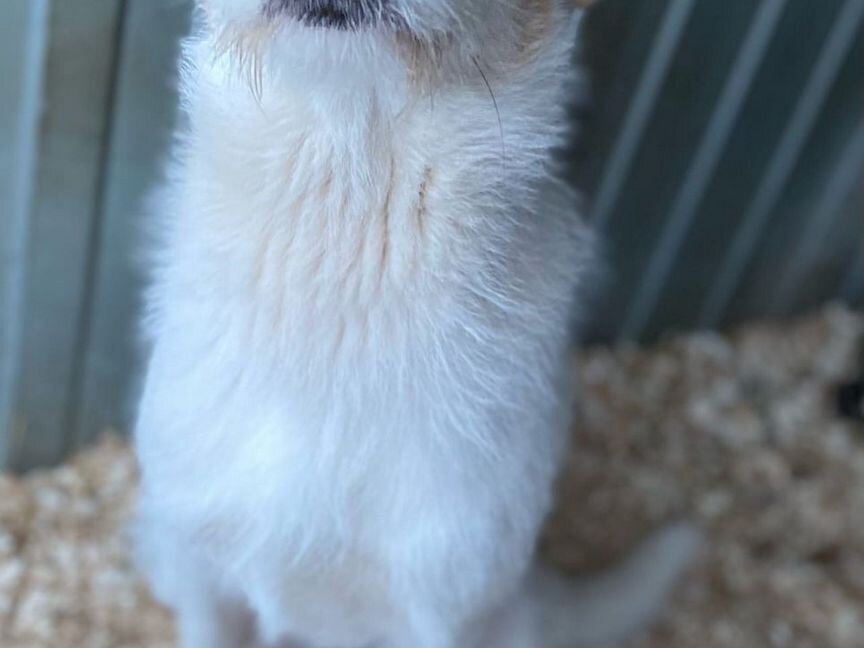 Собака Марго