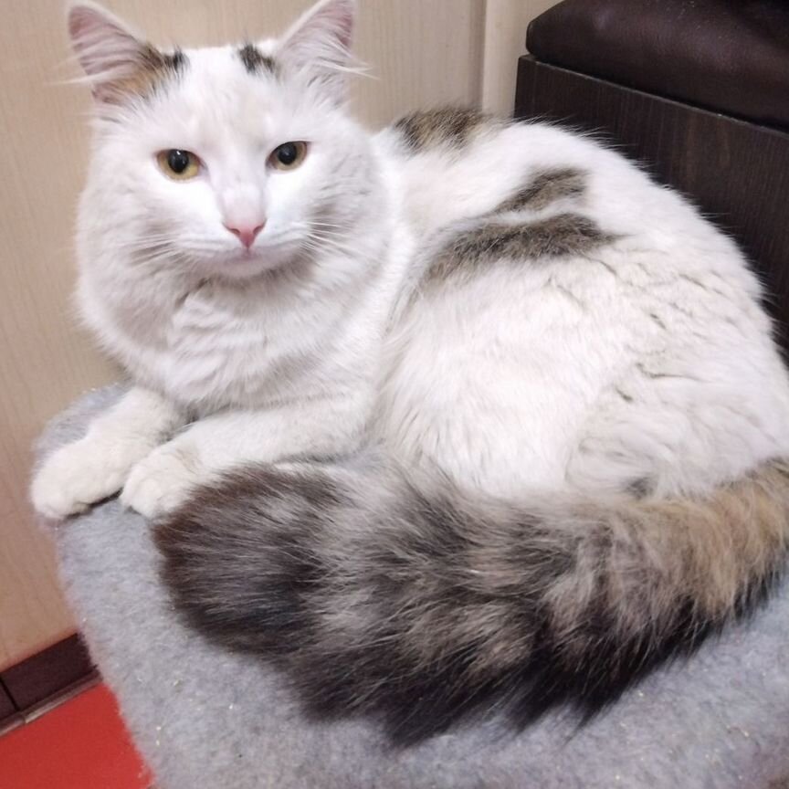 Кот около 2х лет