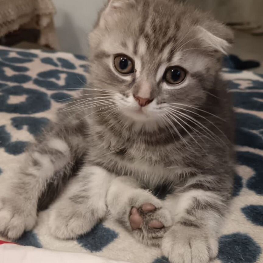 Отдаём котят в добрые руки