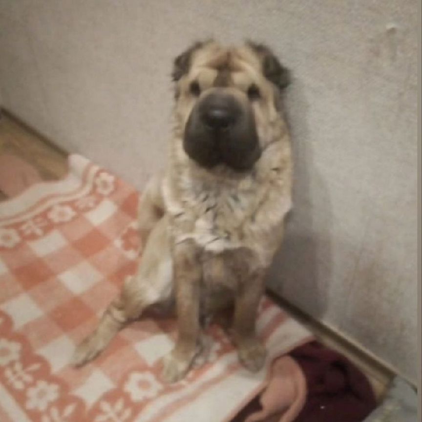 Собаки бесплатно в добрые руки