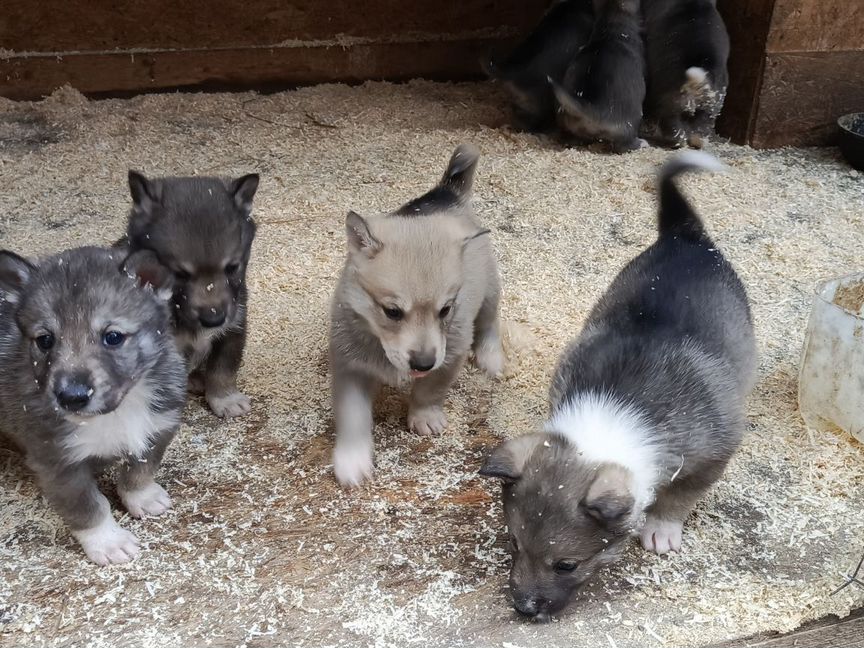 Щенки лайки зсл