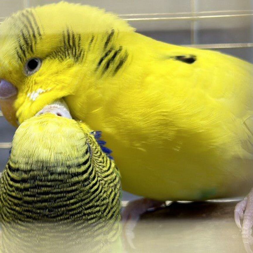 Волнистый попугай с клеткой