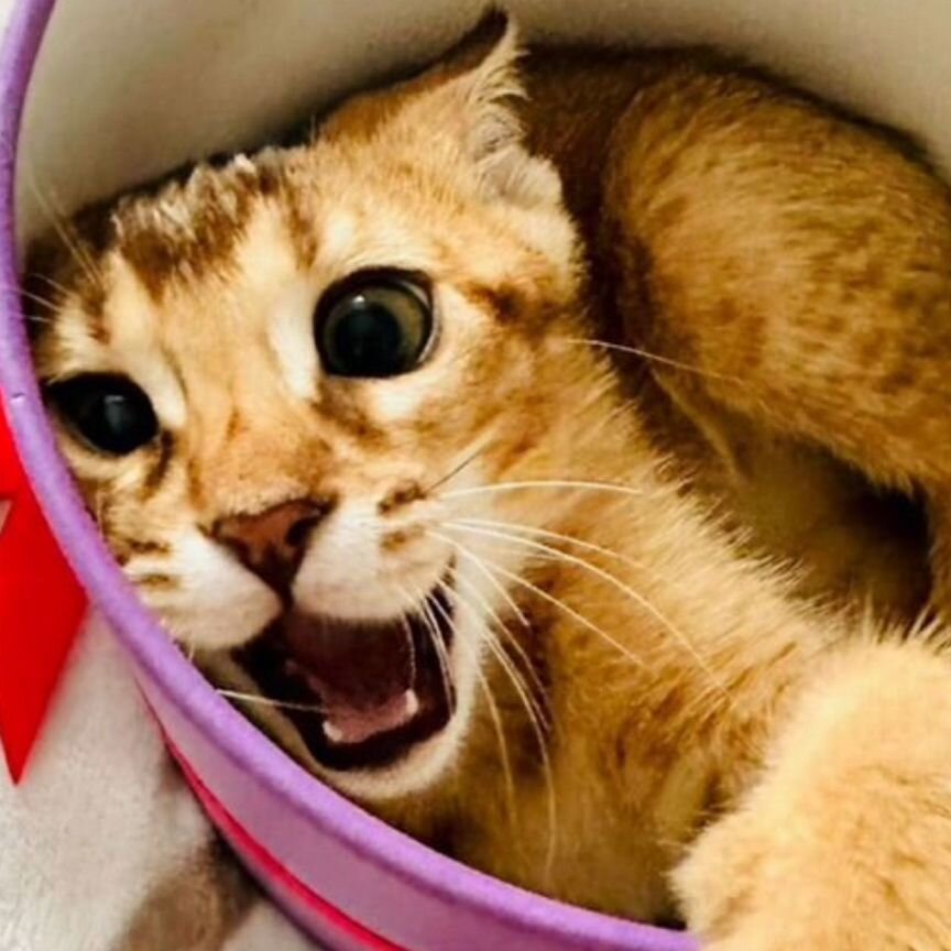 Кошечка