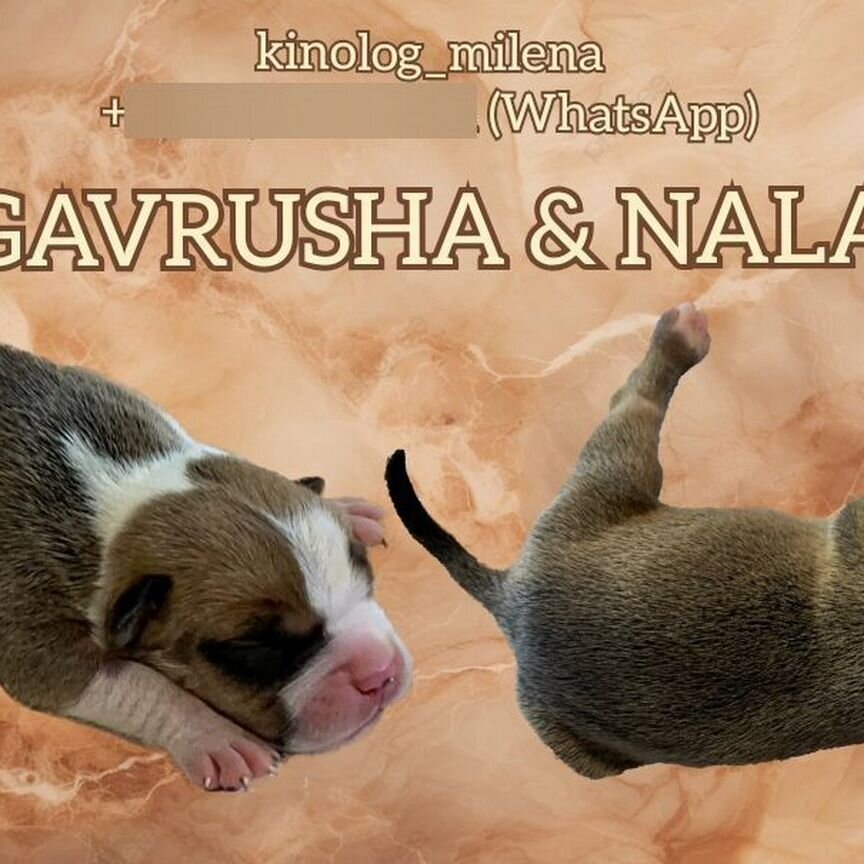 Американский булли, щенок, кобель