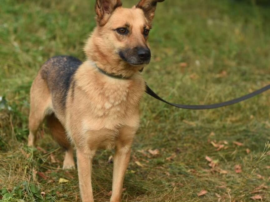 Собака в добрые руки