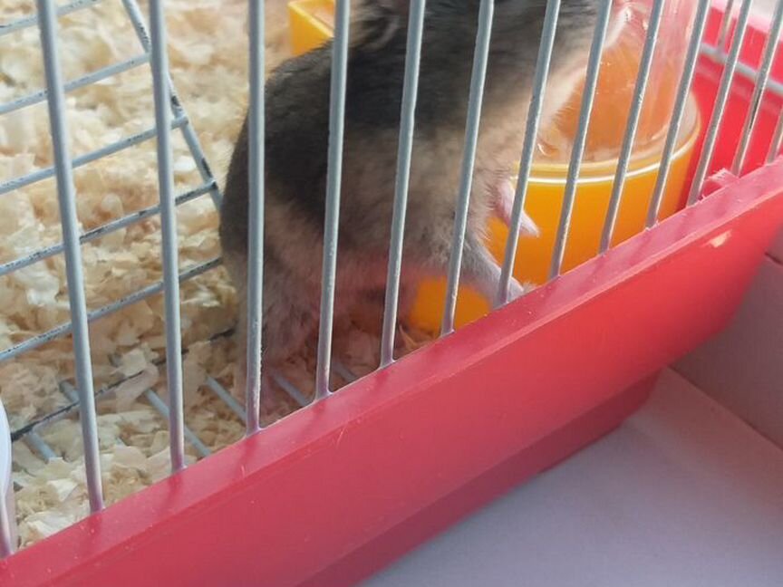 Пристраиваю хомячка с клеткой