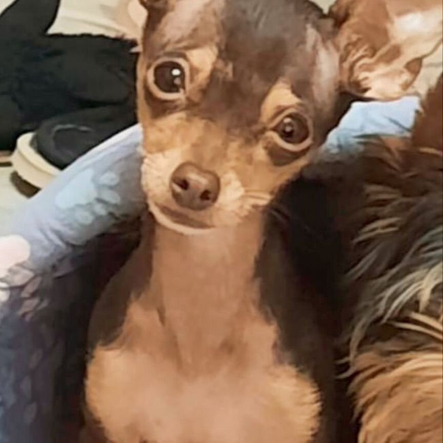 Взрослый той-терьер