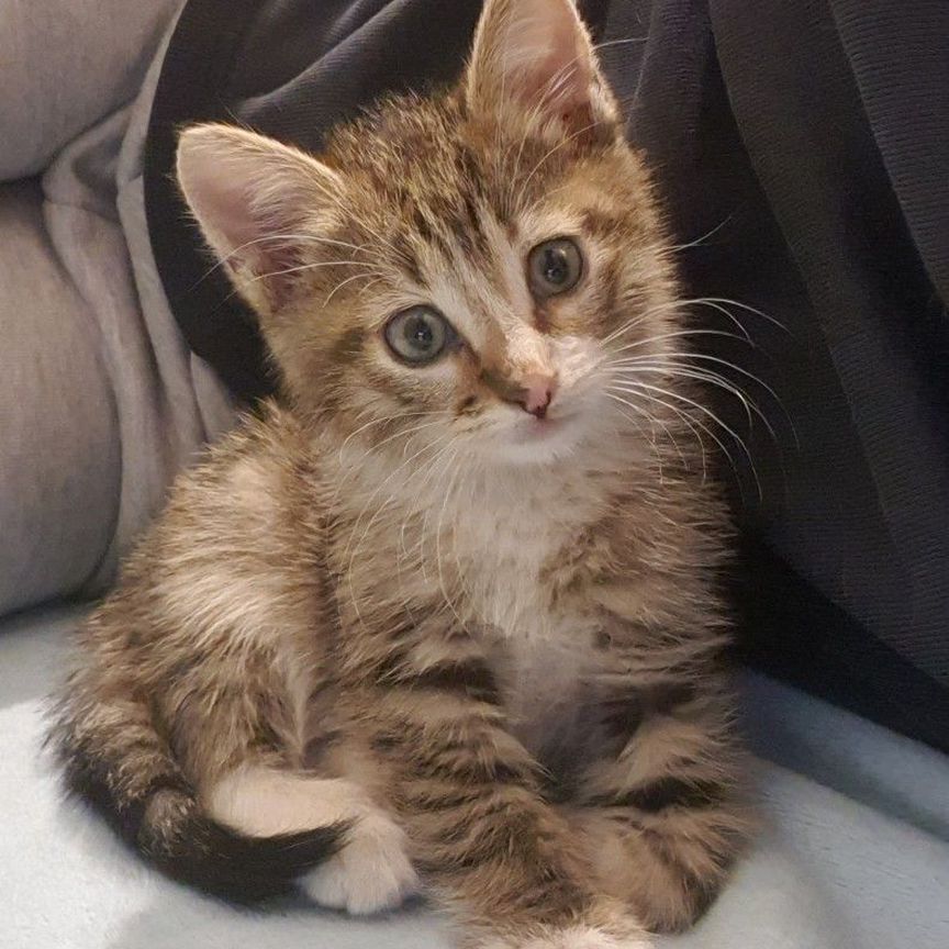 Котенок ищет дом
