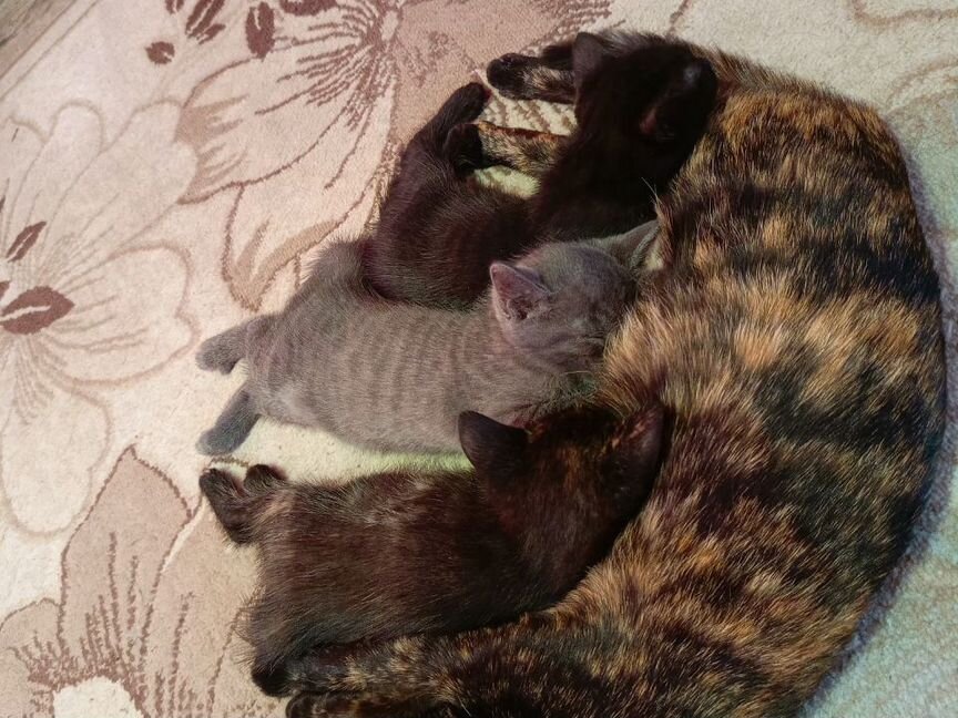 Отдам бесплатно кошечек в добрые руки