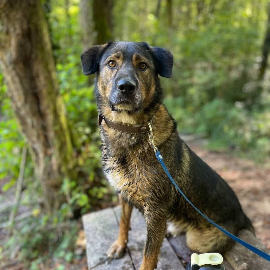 В добрые руки собака