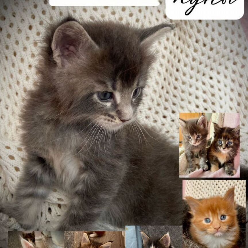 Котята майн куны