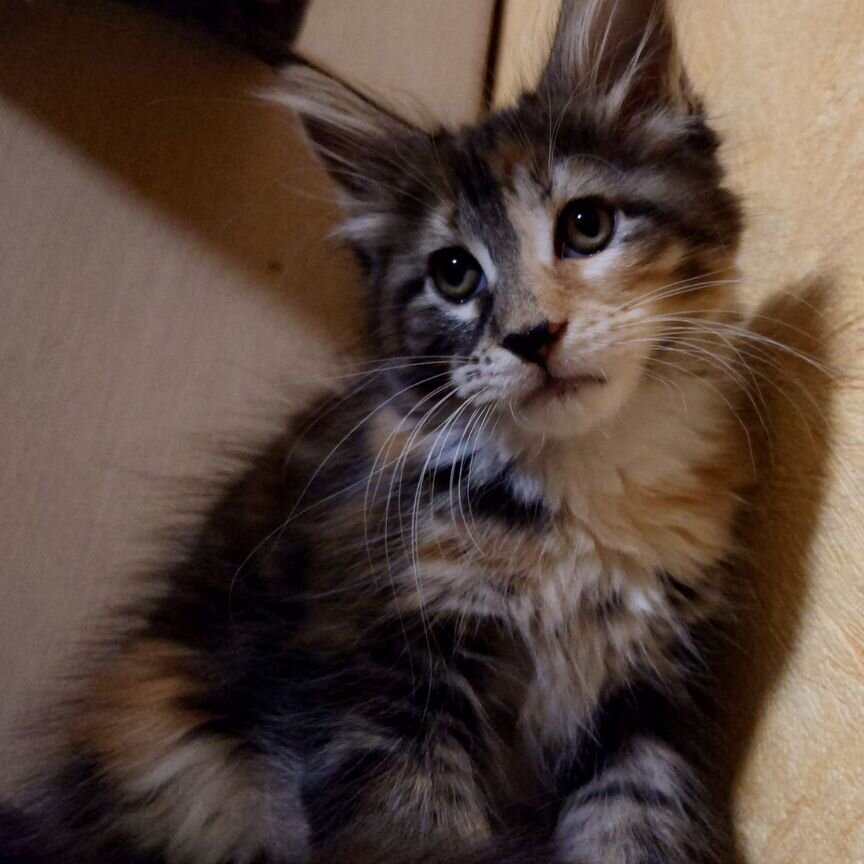 Мейн-кун котёнок