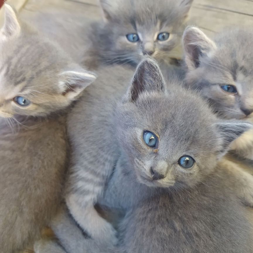 Британские котята