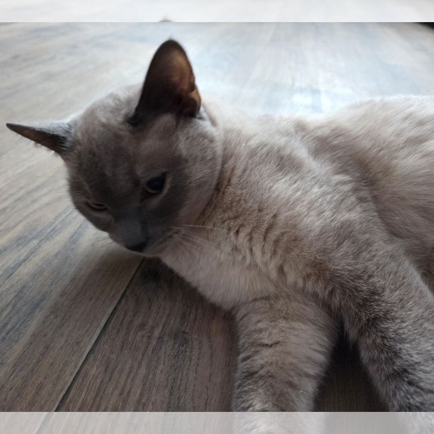Сиамский, взрослый кот