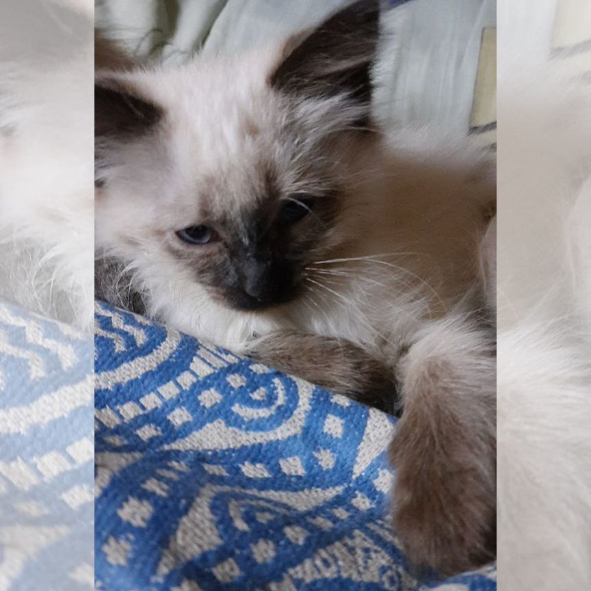 Отдам котят