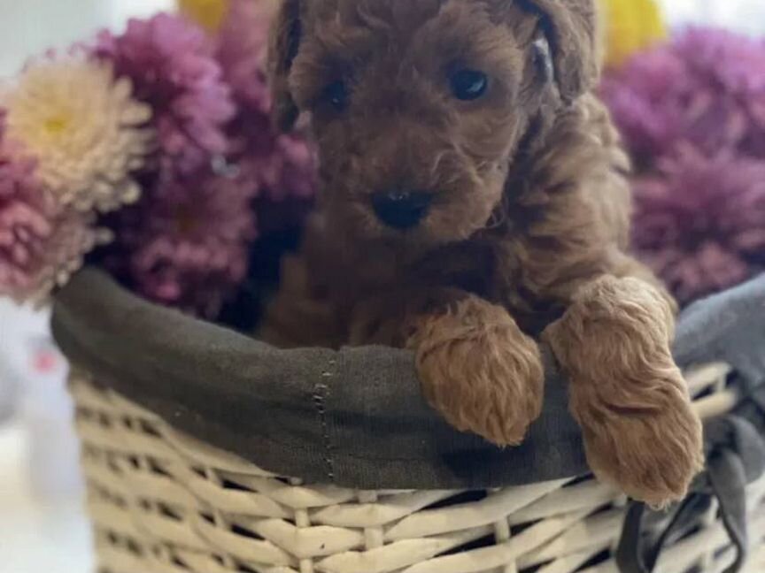 Той Пудель (девочка)