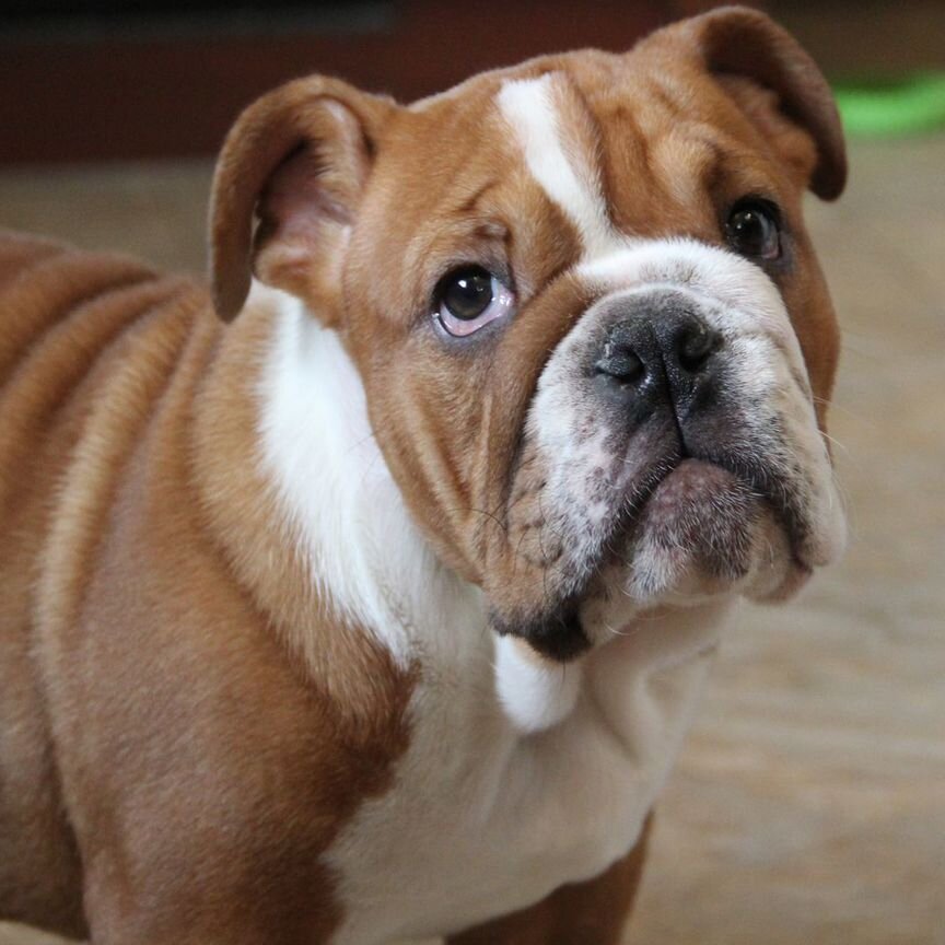 Английский бульдог, щенок