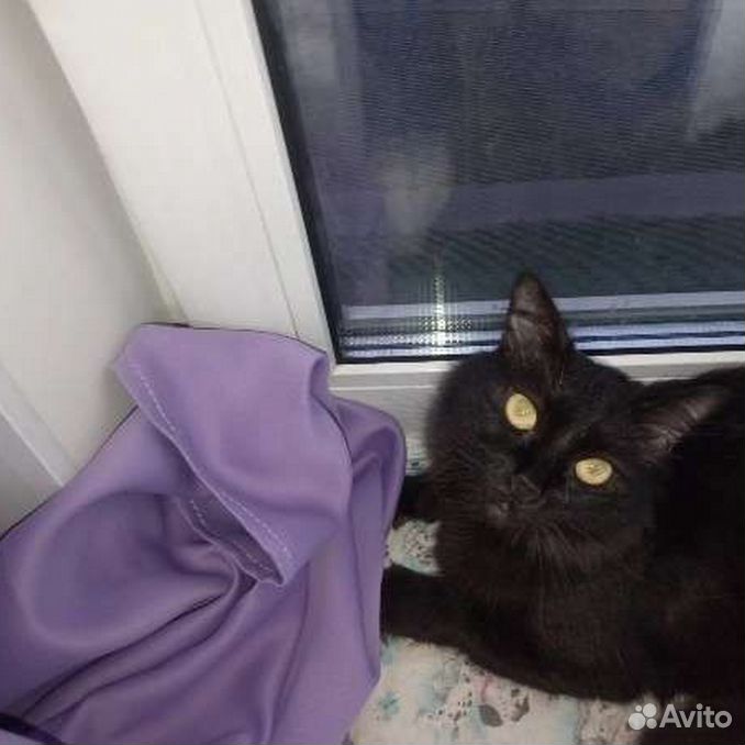 Кошечка Маша ищет любящее сердце