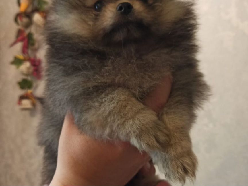 Померанский шпиц