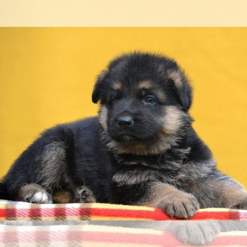 Щенки немецкой овчарки. Маленькие дачные охранники