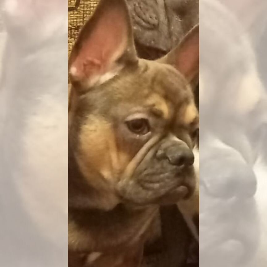 Уникальная малышка француженка