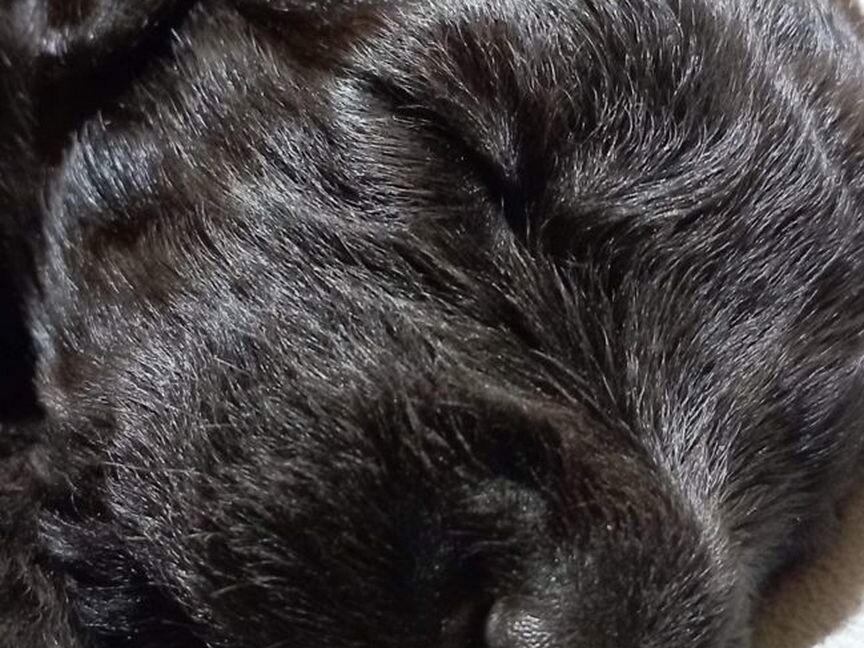 Щенки ньюфаундленда(помесь)