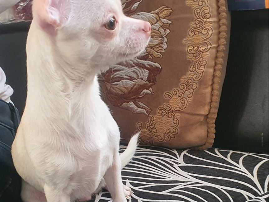 Щенки чихуахуа мини девочка