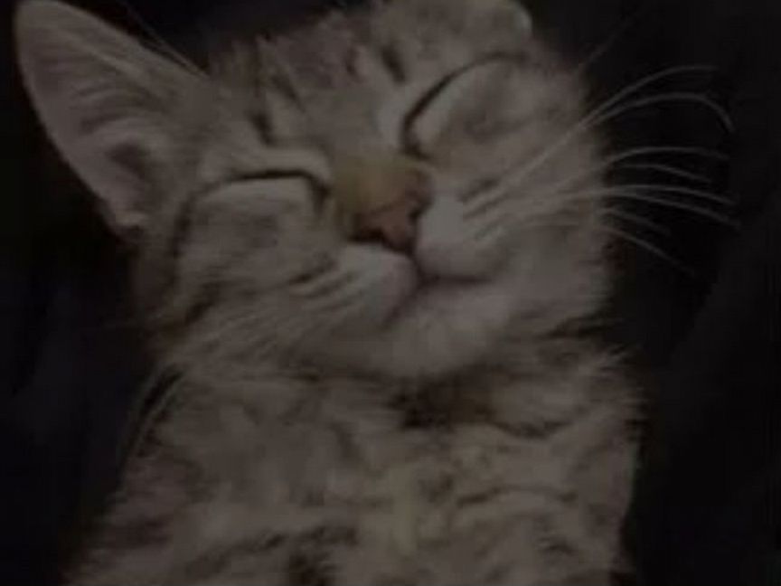 Сибирская обыкновеная (котенок )