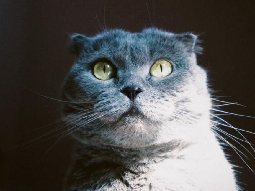 Отдаем двух кошек