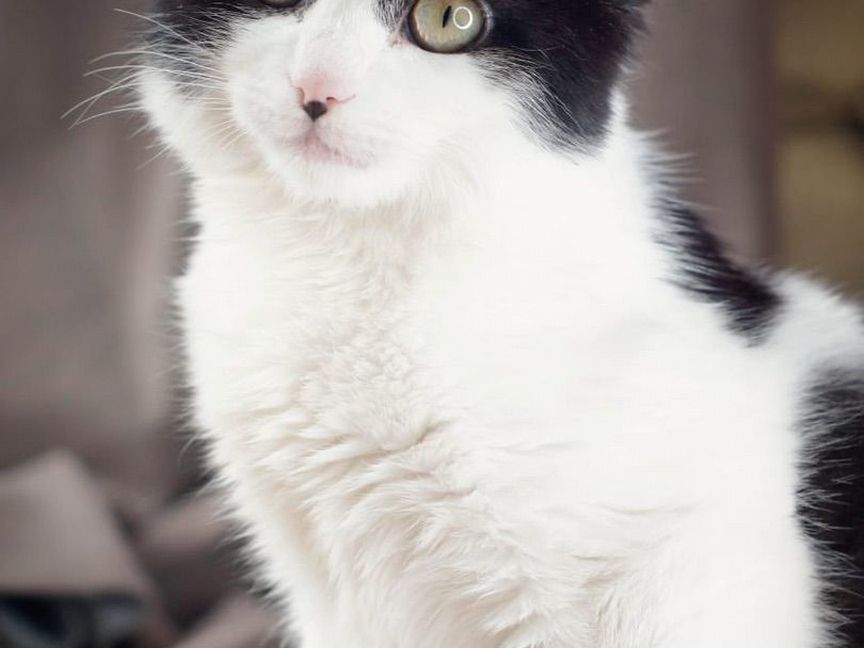 Котенок в добрые руки