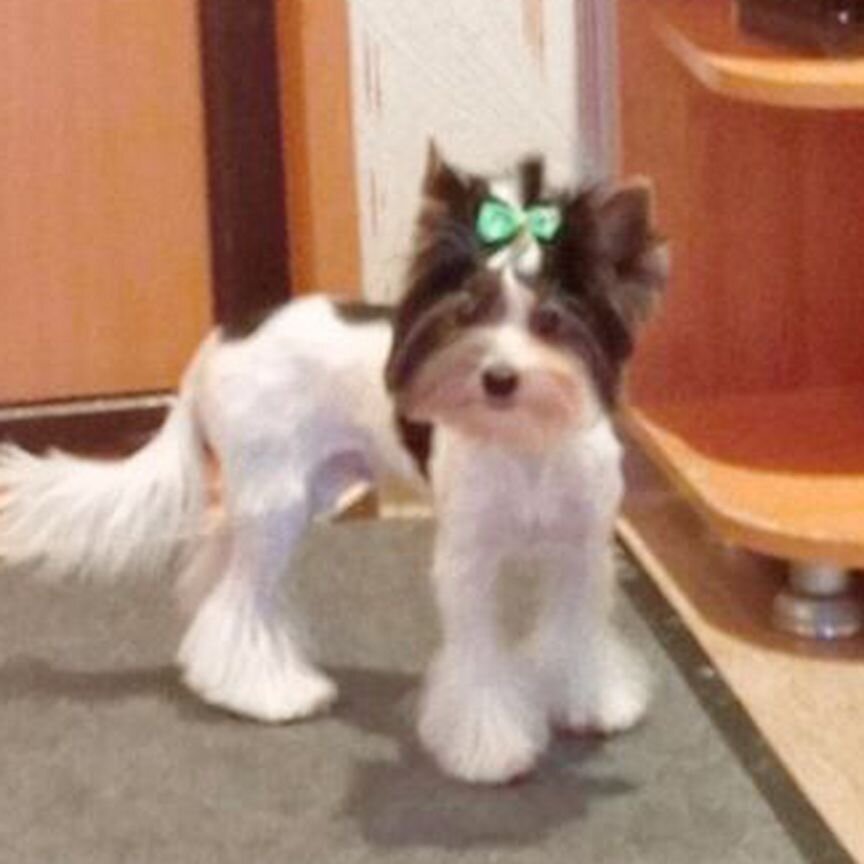 Маленькая собака мальчик