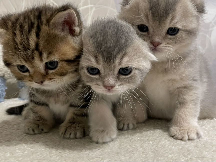 Шотландские котята