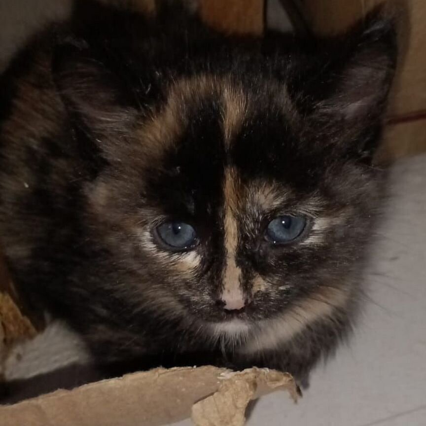 Котенок девочка