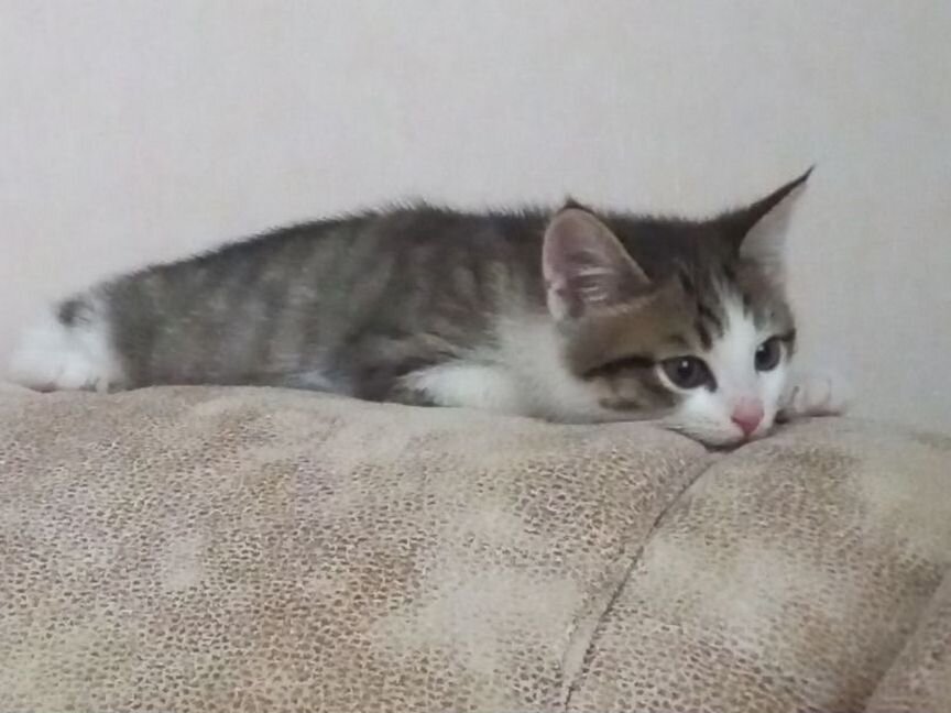 Котенок в дар бесплатно