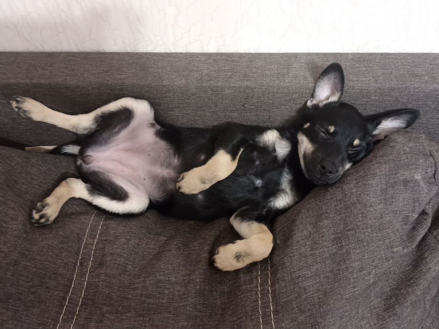 Щенок в добрые руки