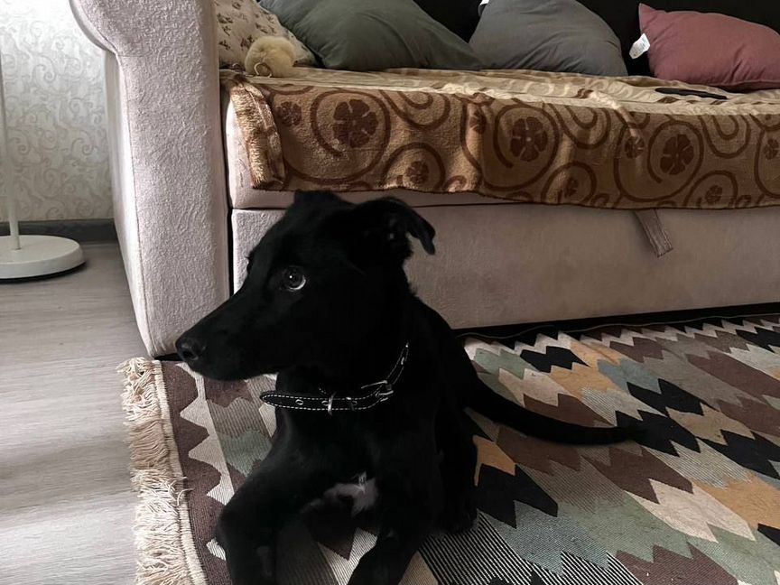 Щенок мальчик Надёжным Добрым Хозяевам