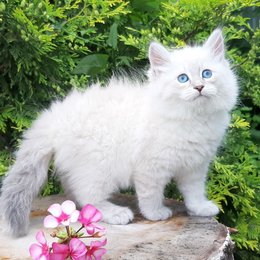 Невские маскарадные котята