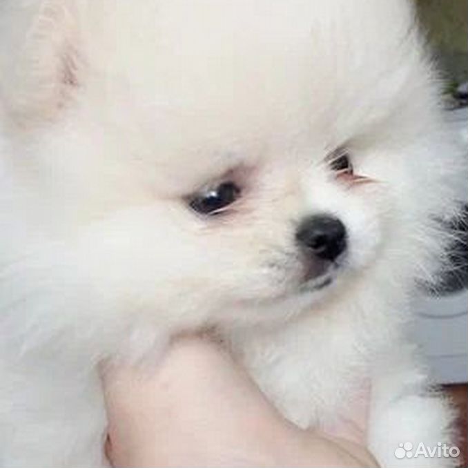 Красотка шпиц