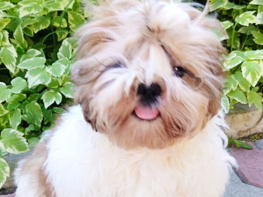 Яркие хризантемки шитцу