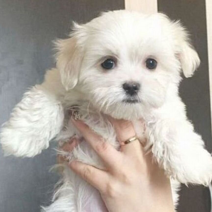 Мальтийская болонка, щенок