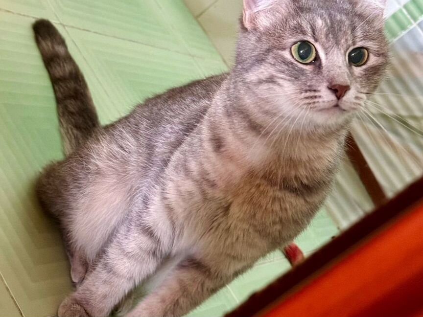 Карамелька ищет дом