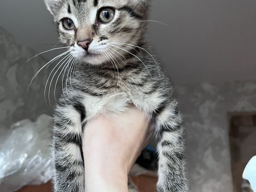 Котенок девочка бесплатно