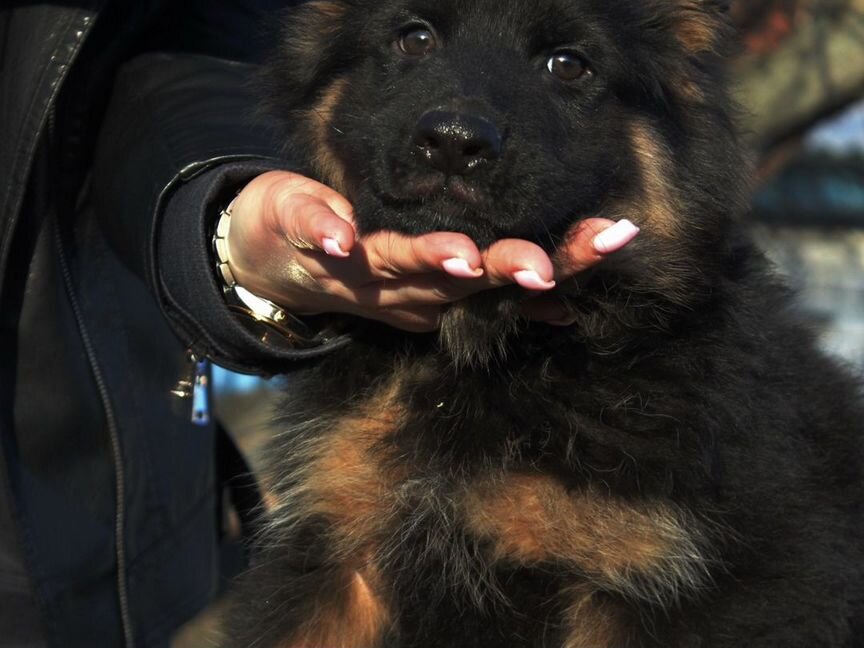 Щенки д/ш немецкой овчарки