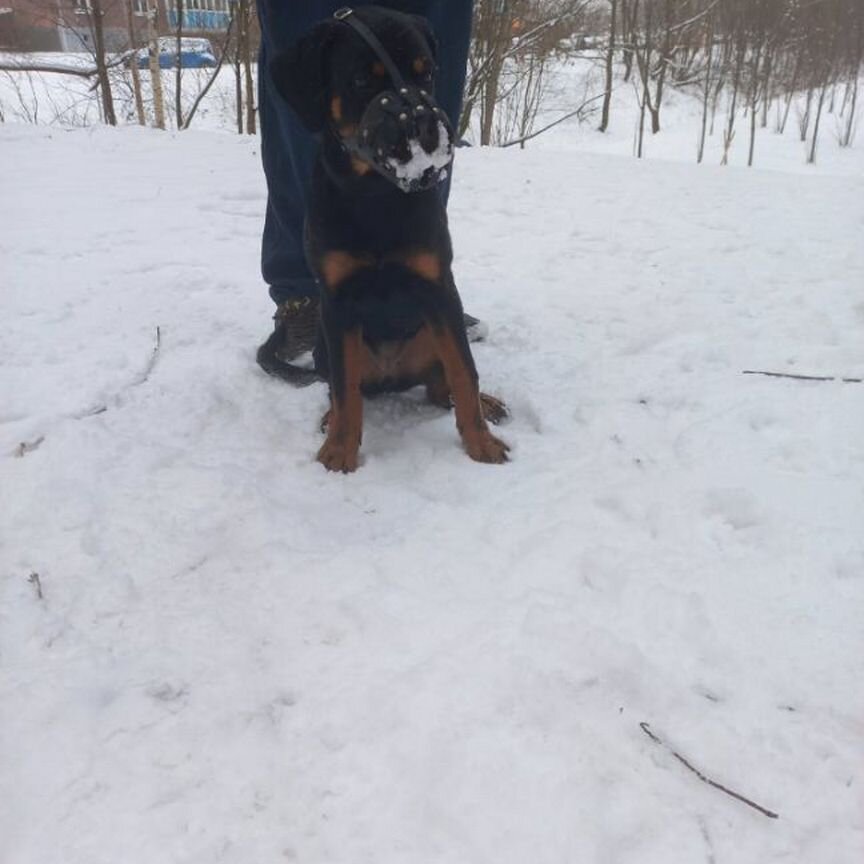 Щенки ротвейлера