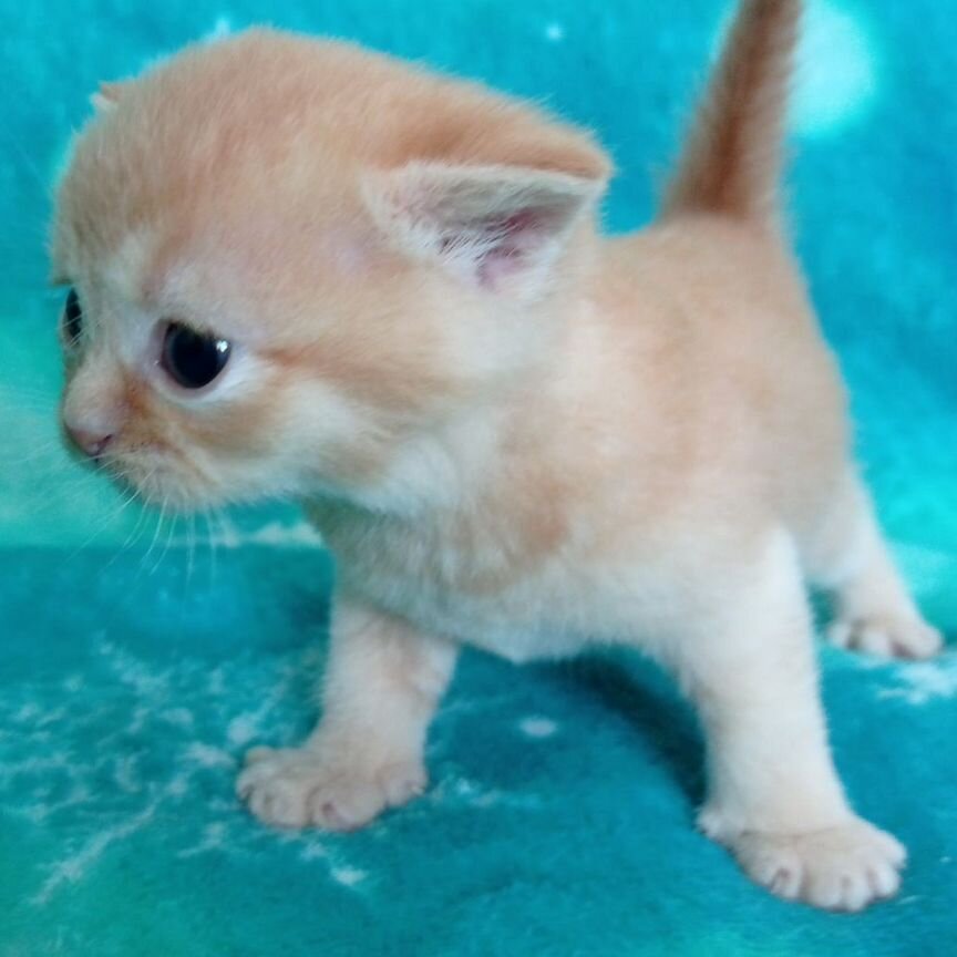 Британские котята короткошерстные