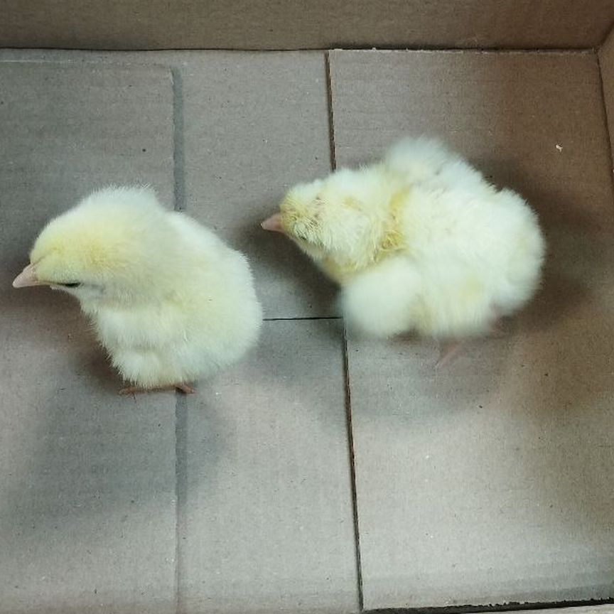 Цыплята бройлеры суточные