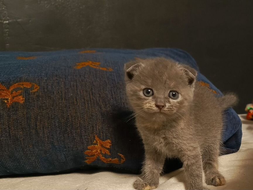 Шотландская вислоухая кошка