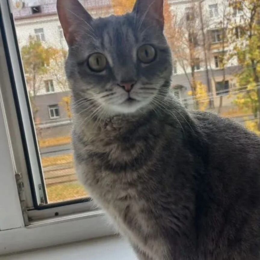 Кошка Анфиса